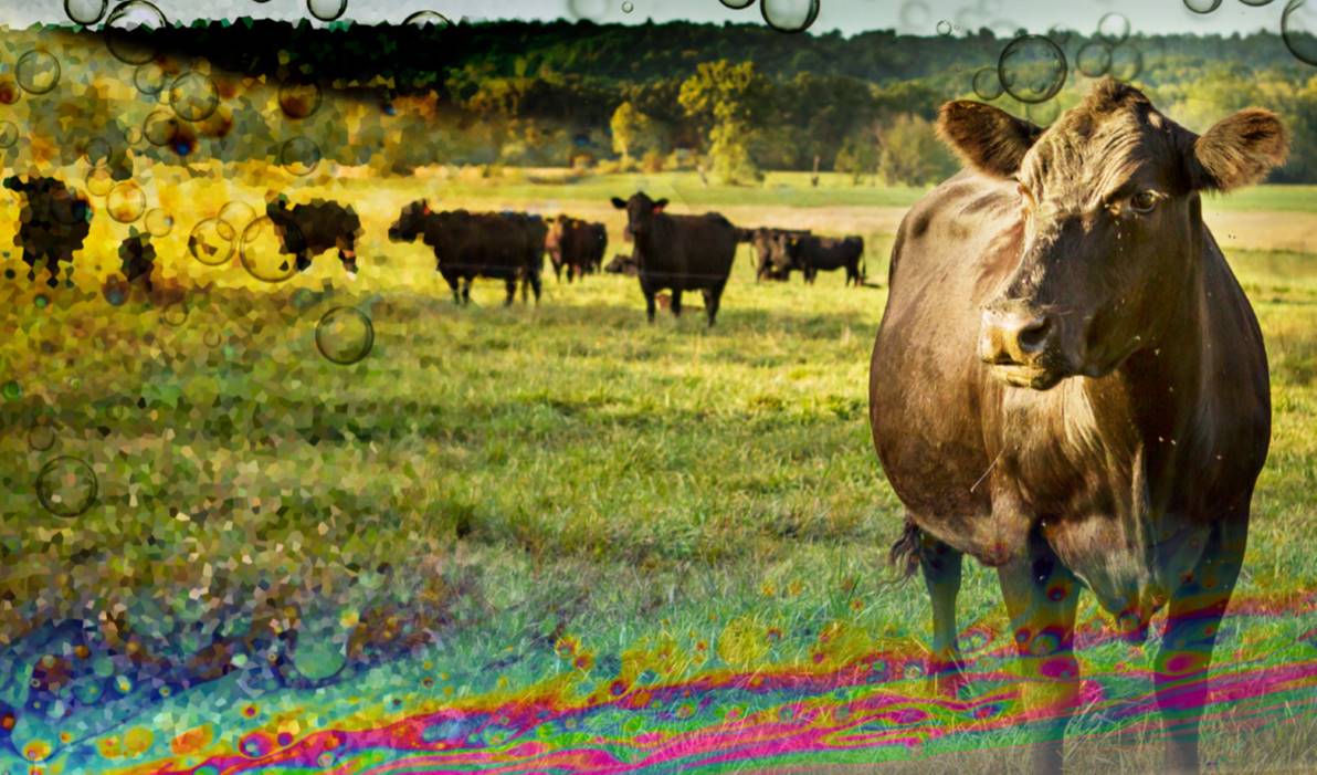 New Grazed and Confused Animation | LEAP