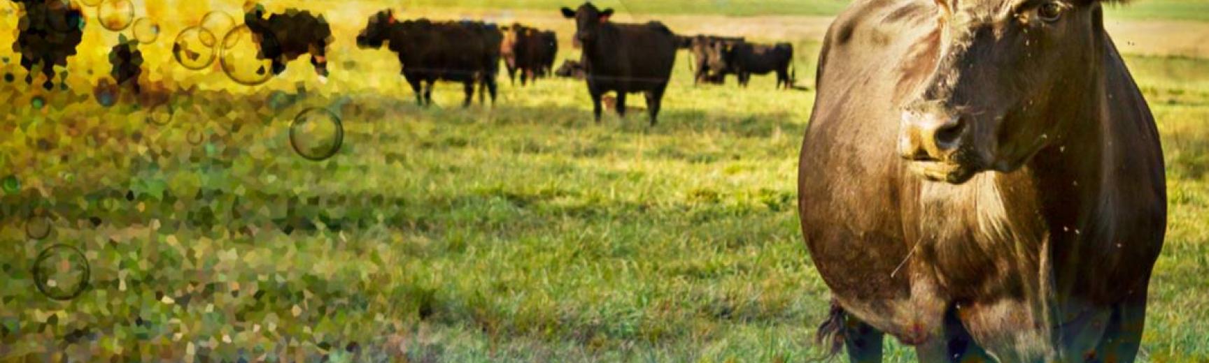 Grazed and confused? Ruminating on cattle, grazing systems, methane ...