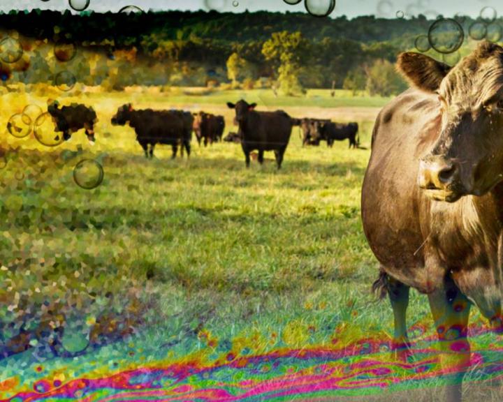 Grazed and confused? Ruminating on cattle, grazing systems, methane ...