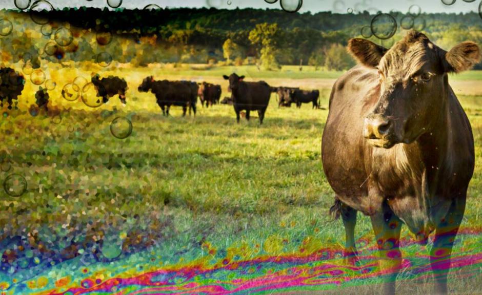 Grazed and confused? Ruminating on cattle, grazing systems, methane ...